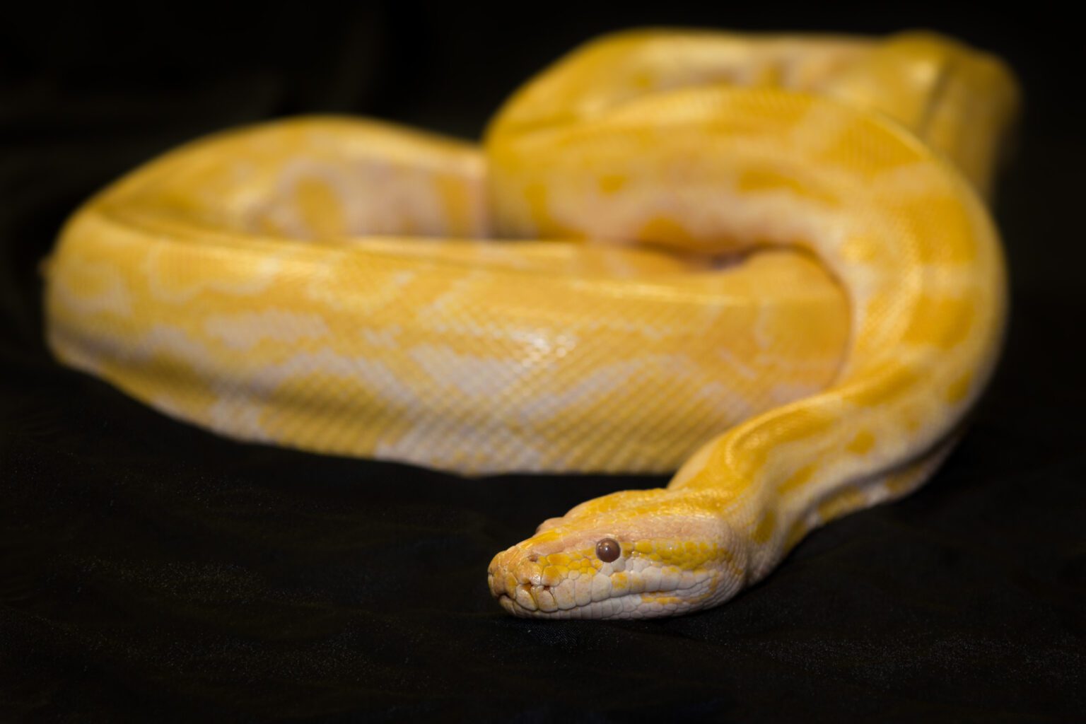 Our Animals Protected in Our Center - Eco Adventures